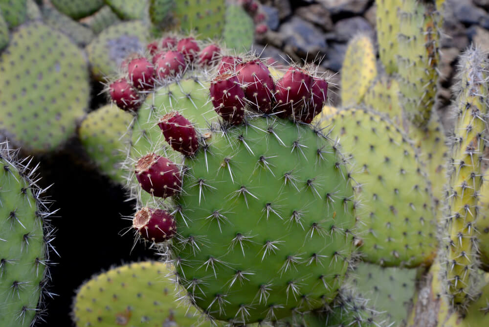 Le nopal et ses propriétés curatives - Améliore ta Santé