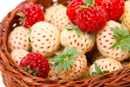 Connaissez-vous les fraises blanches - Améliore ta Santé