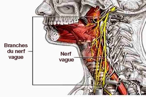 Comment Stimuler Le Nerf Vague Améliore Ta Santé