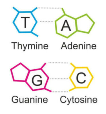 Purines : tout ce que vous devez savoir - Améliore ta Santé