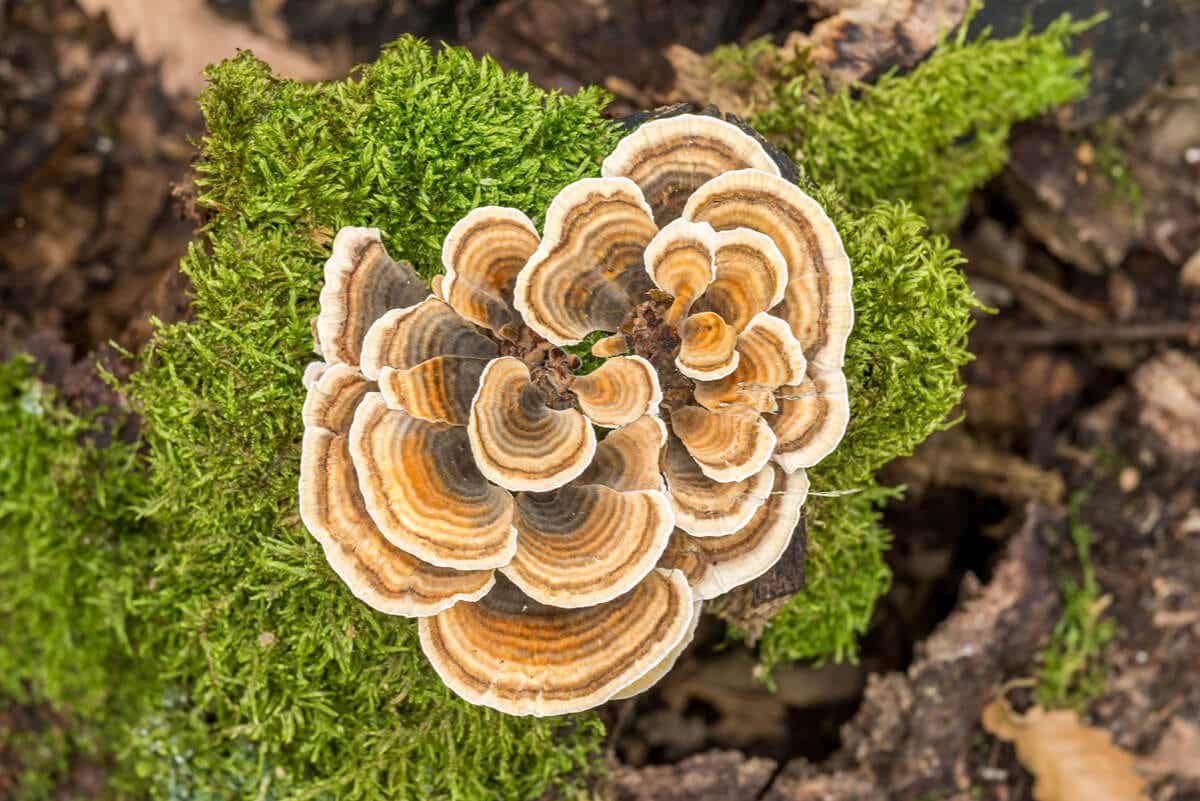 Propriétés, utilisations et avantages du champignon noir chinois ...
